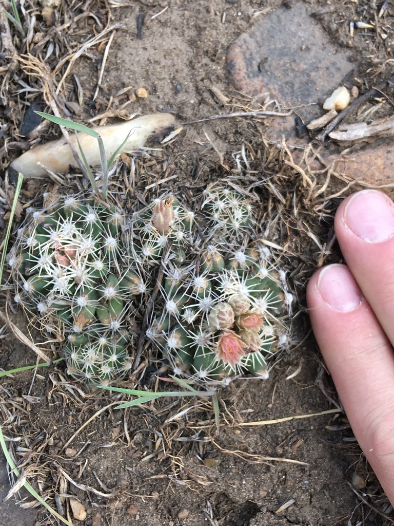 Missouri Foxtail Cactus from Davidson Mesa Open Space, Louisville, CO ...