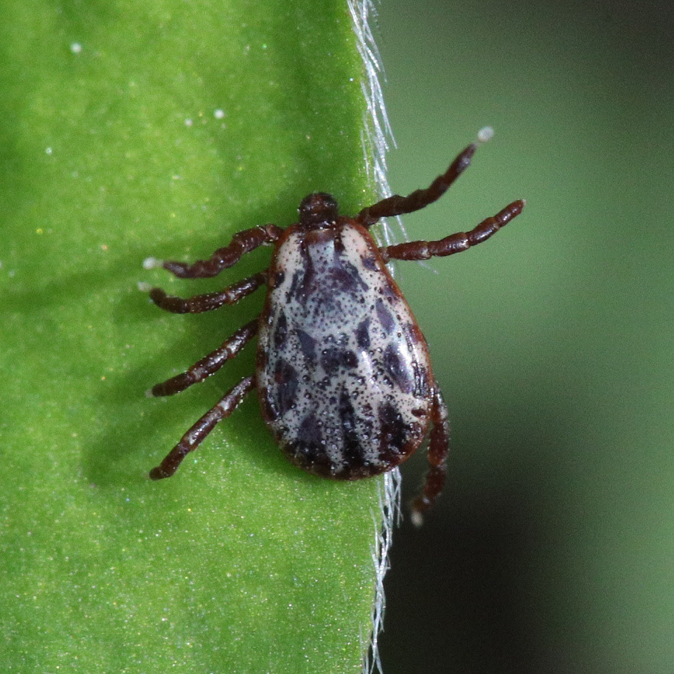 Dermacentor andersoni Stiles, 1908