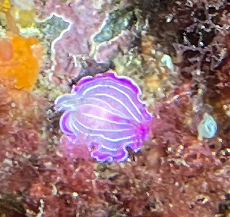 Pink Flatworm from Girona, Cataluña, Spain on May 01, 2022 at 01:00 PM ...