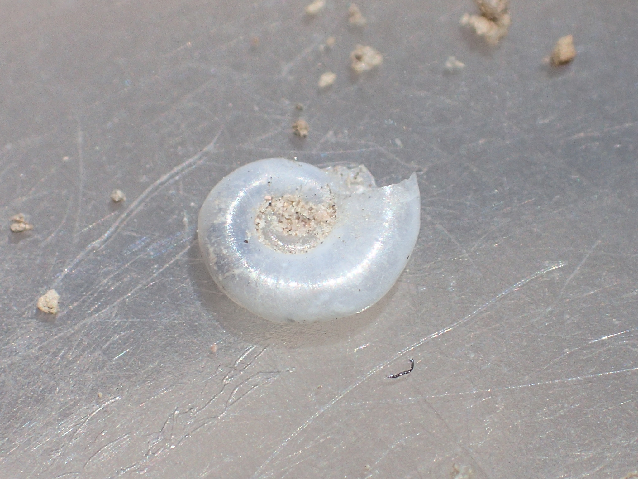 Gyraulus parvus (Say, 1817)