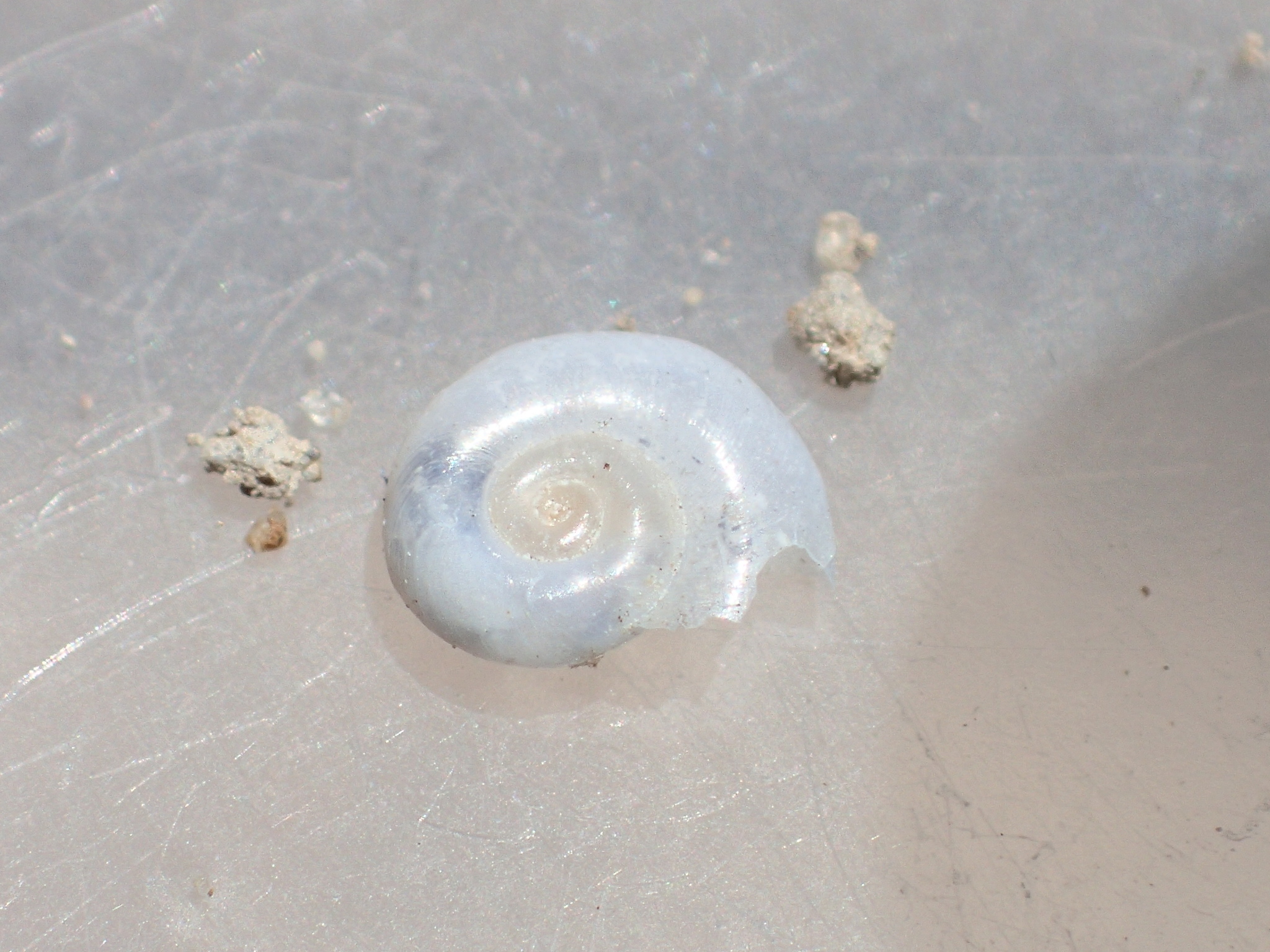 Gyraulus parvus (Say, 1817)