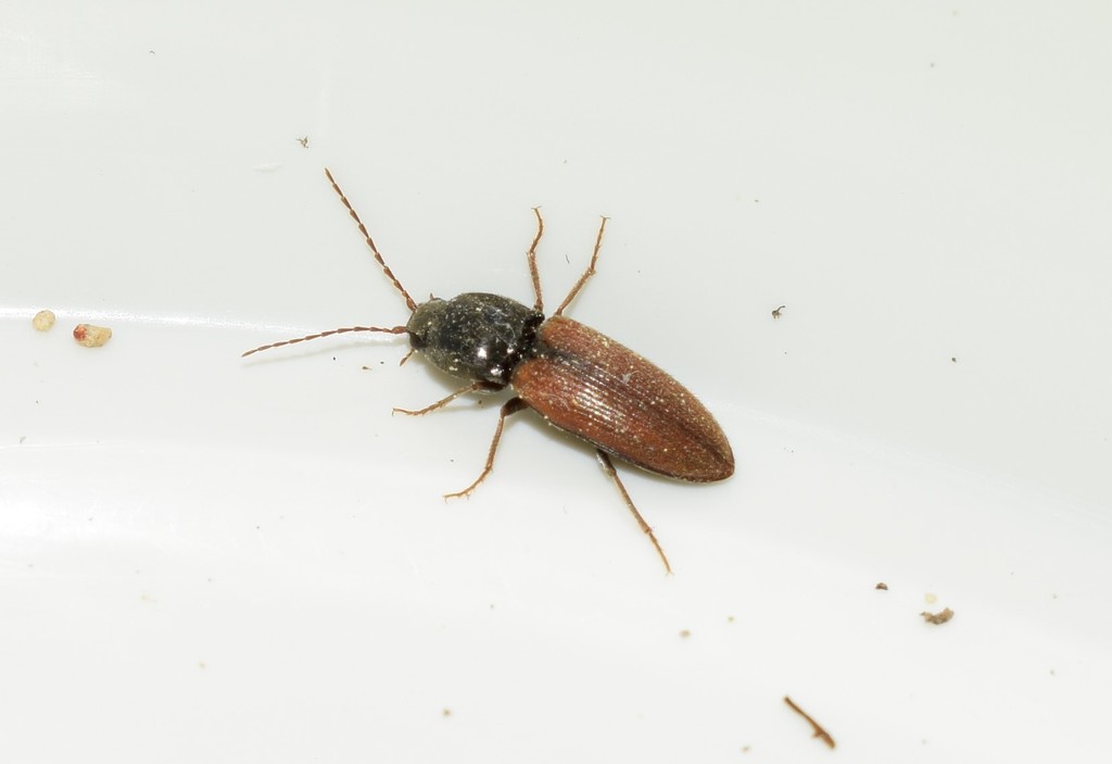 Dicronychus from Περιφέρεια Βορείου Αιγαίου, Ελλάδα on April 26, 2022 ...