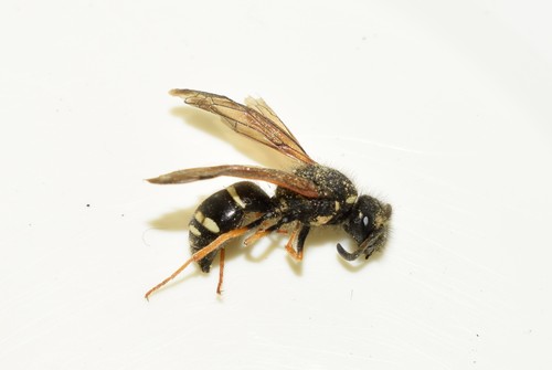 Odynerus ezechiae · iNaturalist