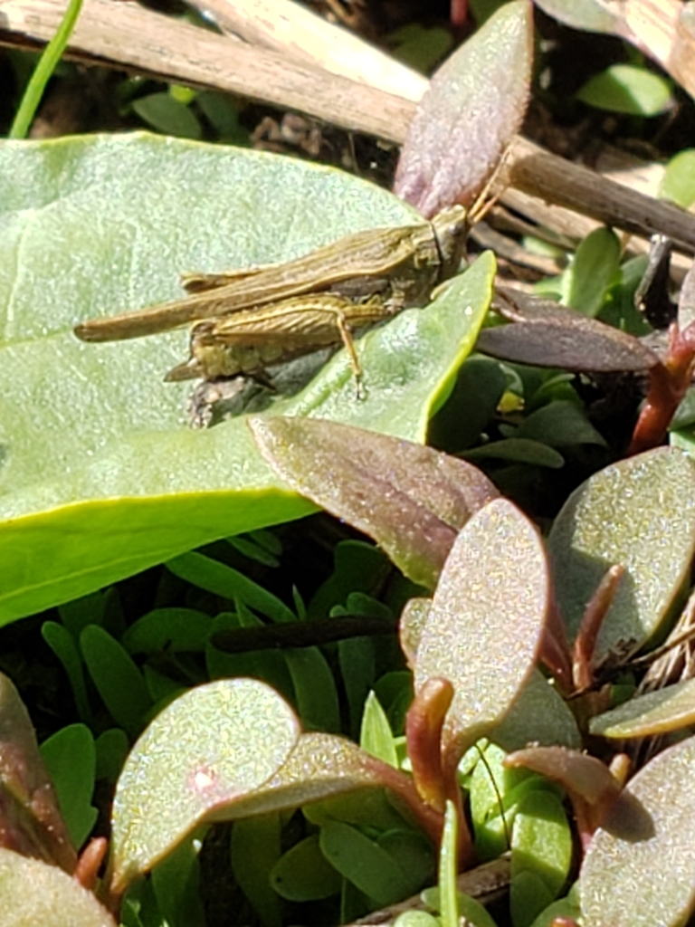 Tetrix from Massey Acres on May 17, 2022 at 05:06 PM by Trent Massey ...