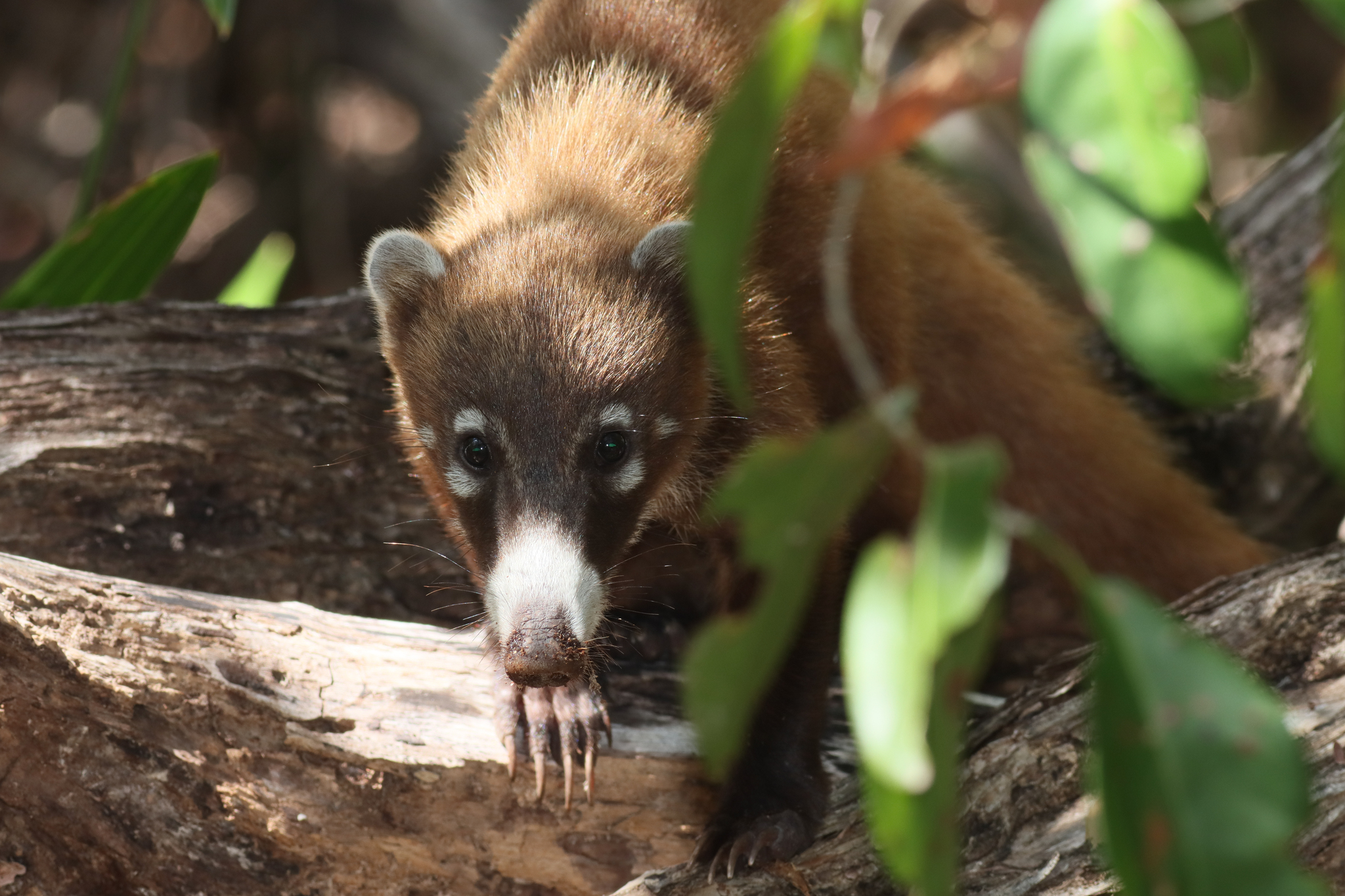 Nasua narica nelsoni Merriam, 1901