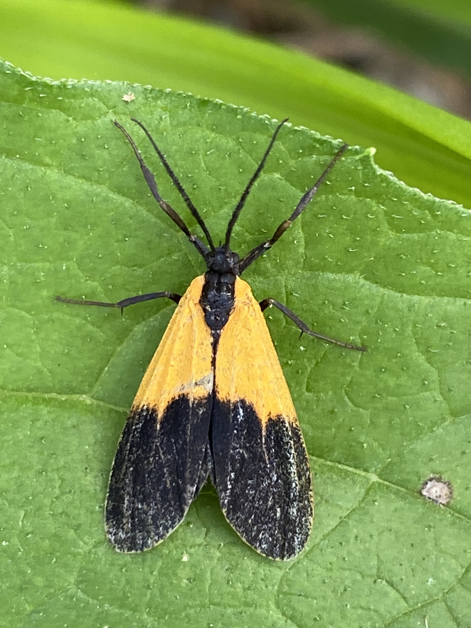 Lycomorpha pholus Drury, 1773