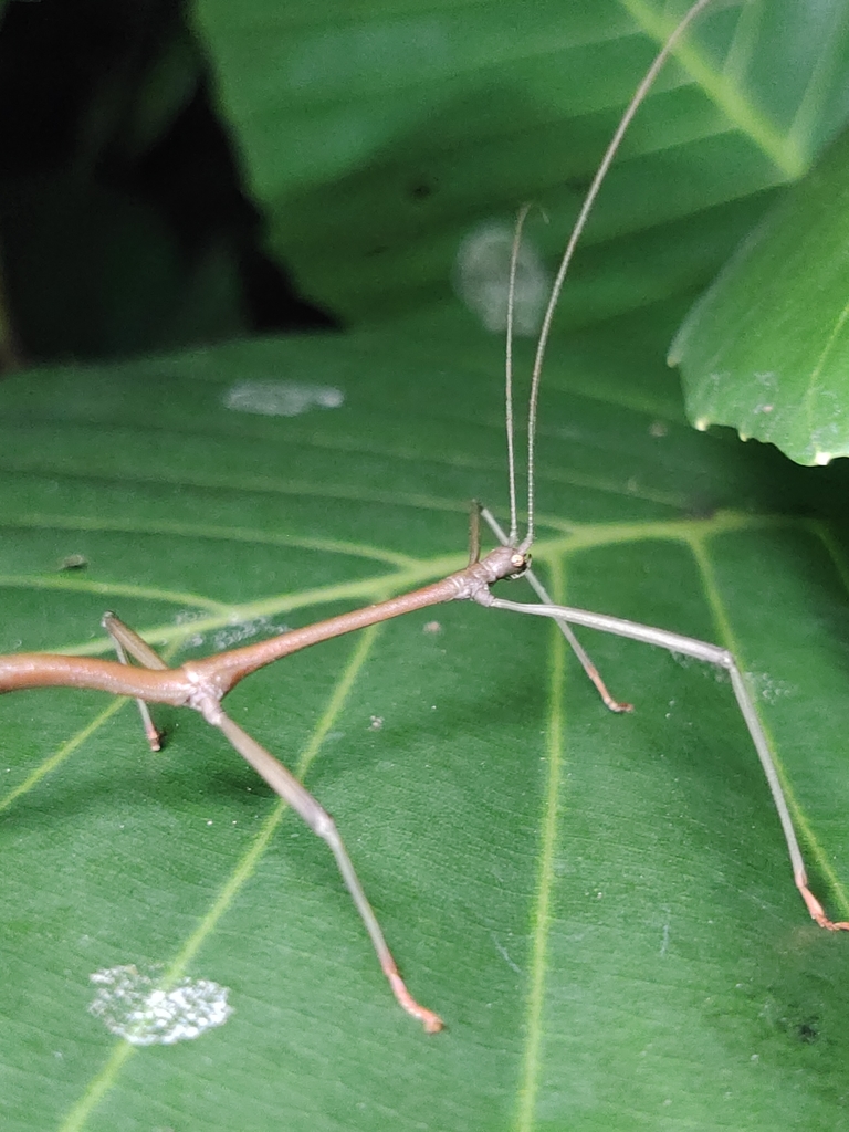 Lonchodes brevipes from Central Catchment, North, SG on May 17, 2022 at ...