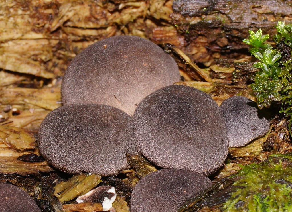 Lycoperdon subincarnatum (Guide to Fungi of IPB University) · iNaturalist