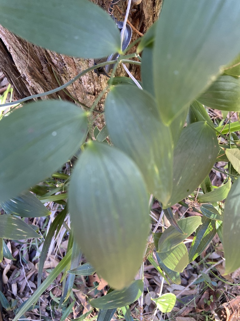 Wombat Berry from Elm Pl, North Rocks, NSW, AU on May 18, 2022 at 09:39 ...