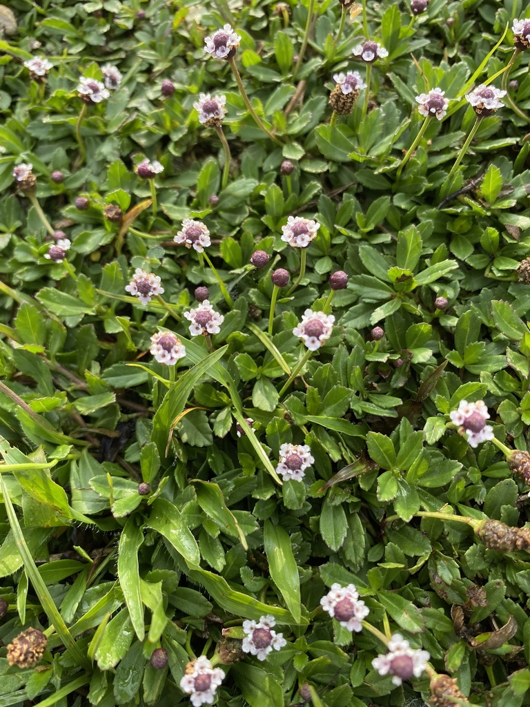 turkey tangle frogfruit from Kings Court, Miami, FL, US on April 29 ...