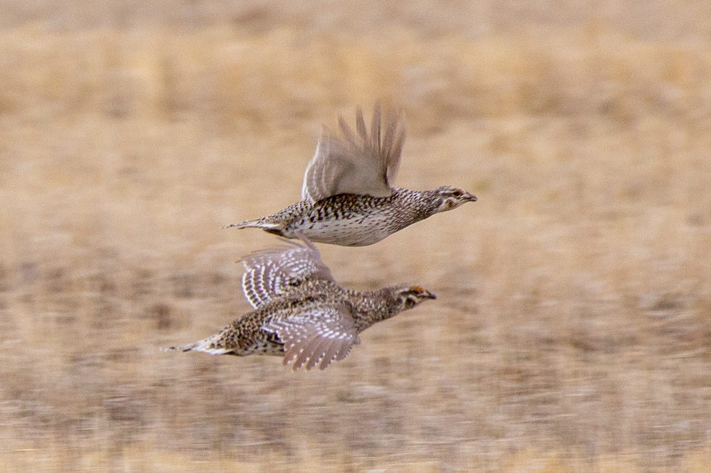 Sharp-tailed Grouse from Division No. 4, Alberta, Canada on April 27 ...