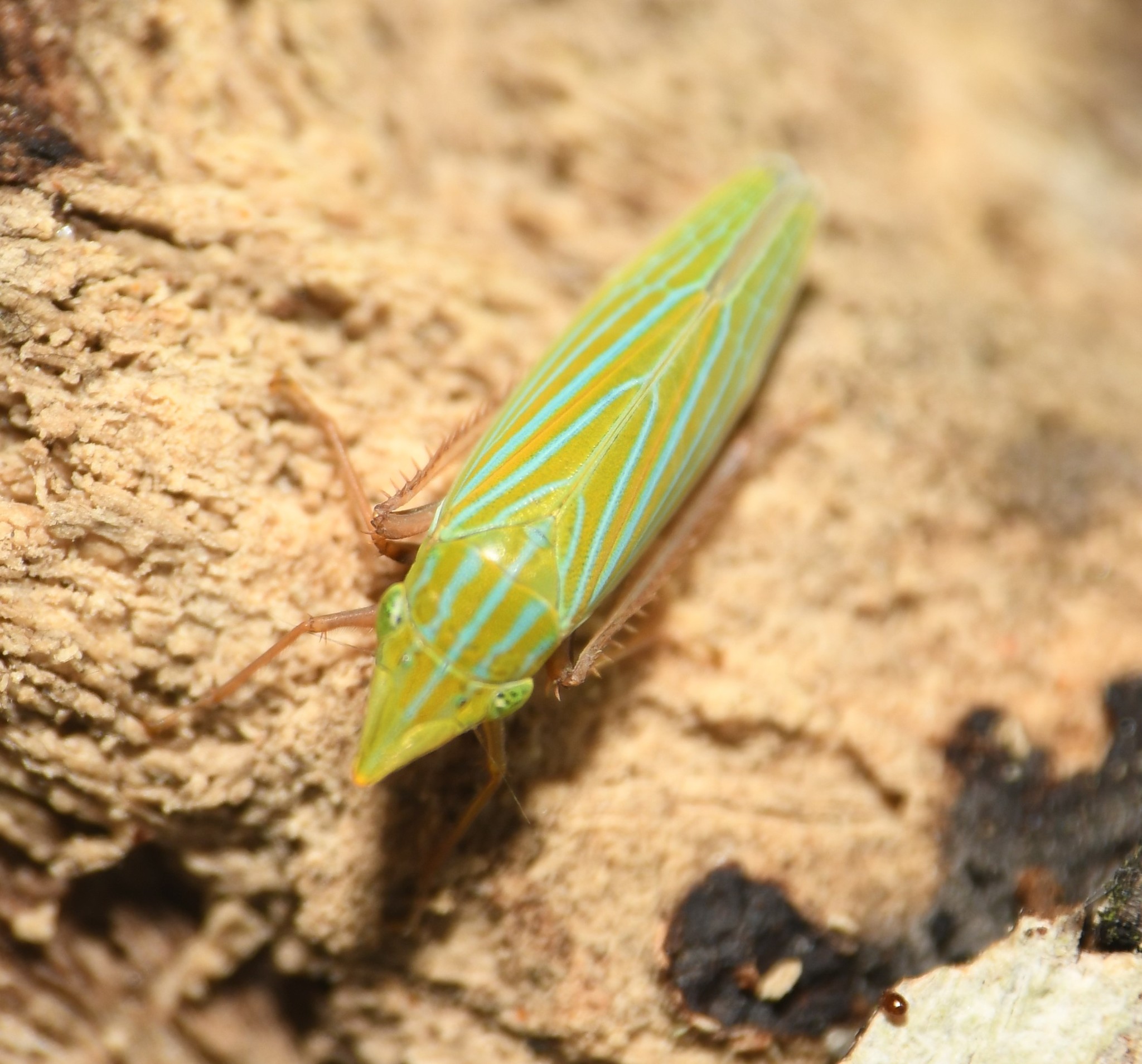 Draeculacephala producta (Walker, 1851)