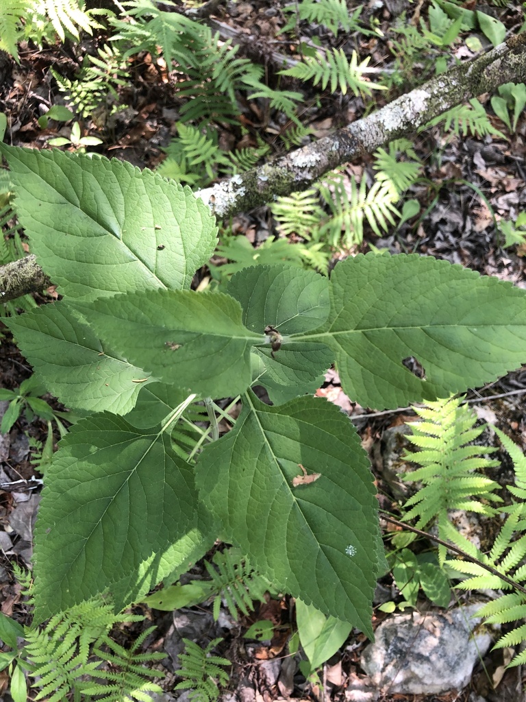 Chapman's sage in May 2022 by John Kees · iNaturalist