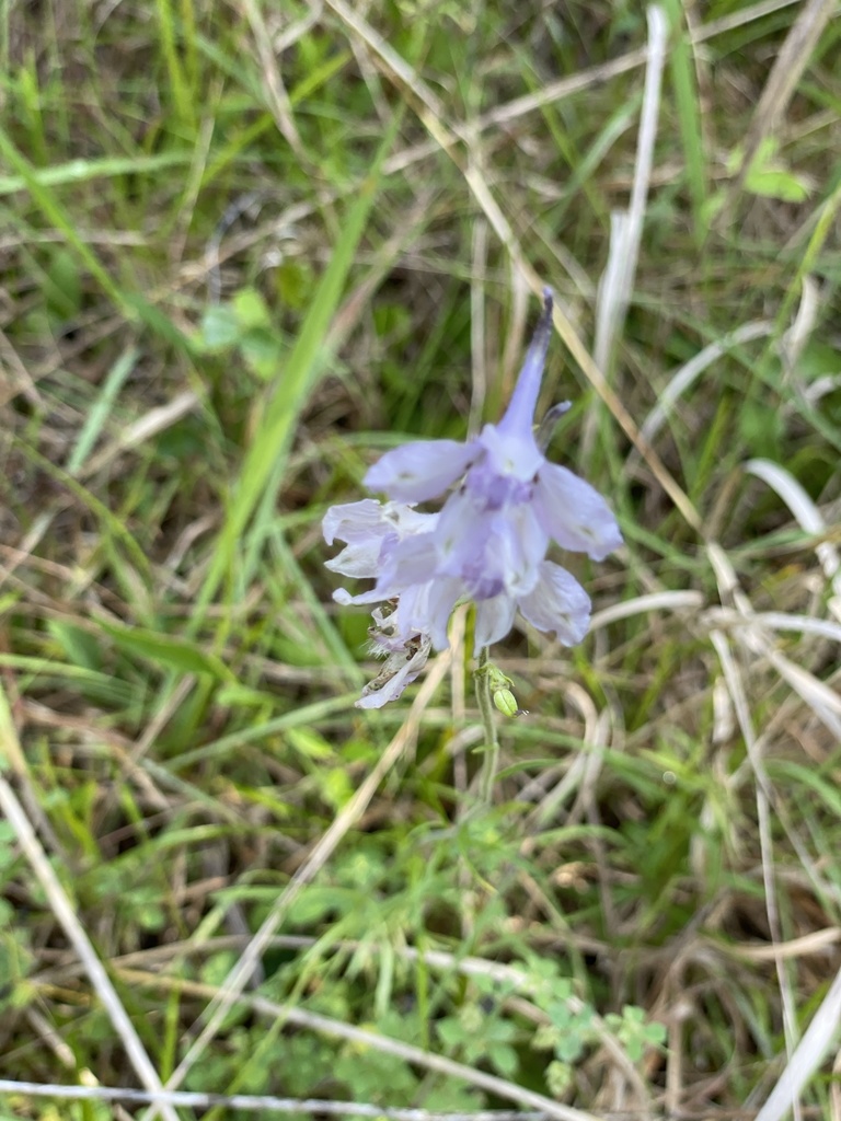 Wild Blue Larkspur in May 2022 by Nate Venarske · iNaturalist