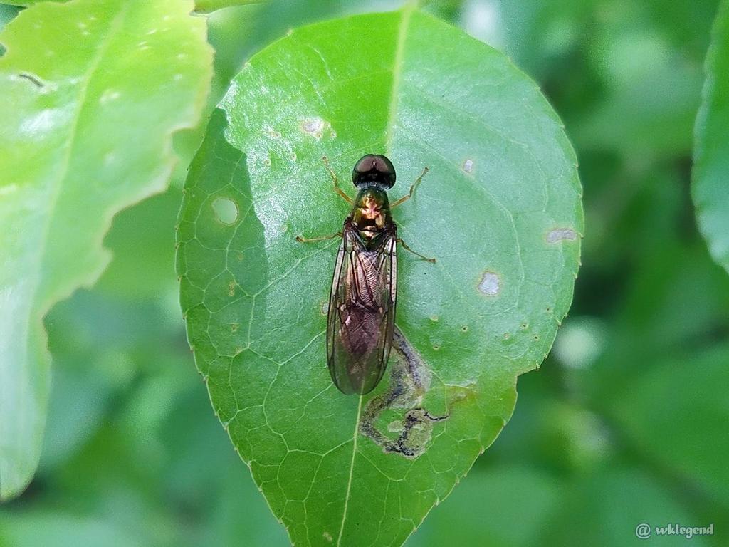 Sargus from 香港西貢 on May 17, 2022 at 11:21 AM by wklegend · iNaturalist