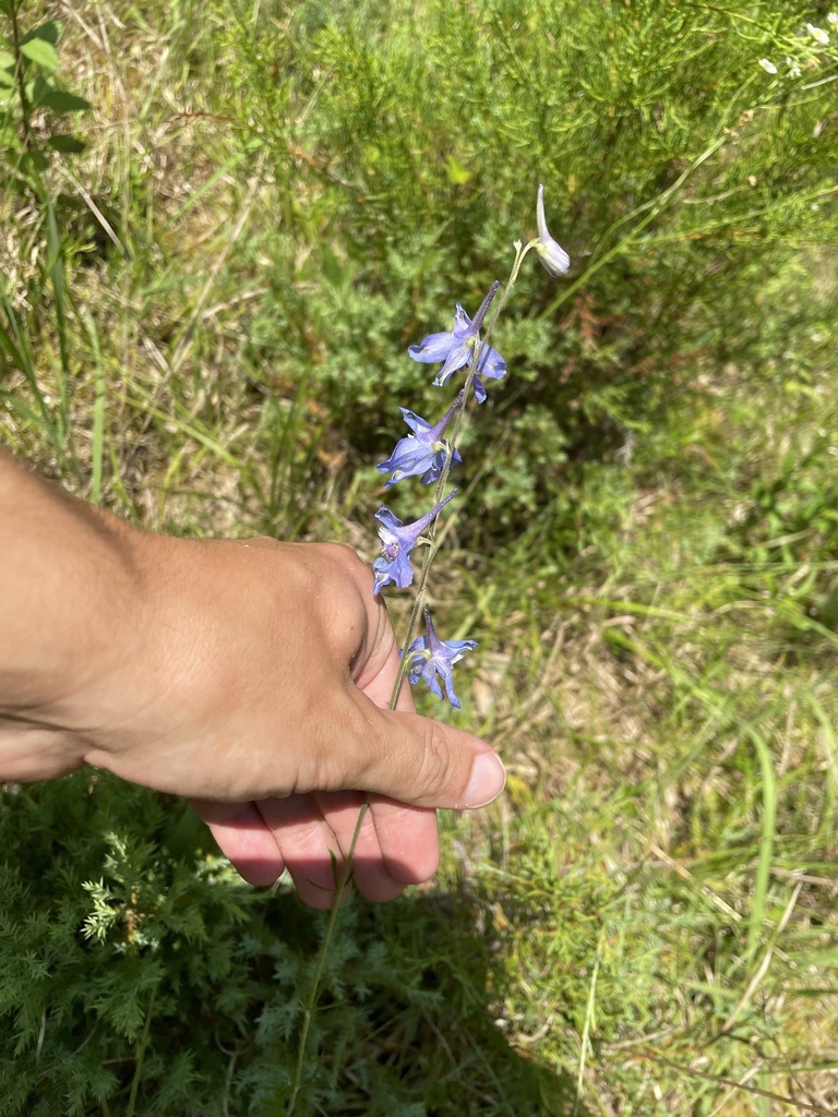 Wild Blue Larkspur in May 2022 by Nate Venarske · iNaturalist