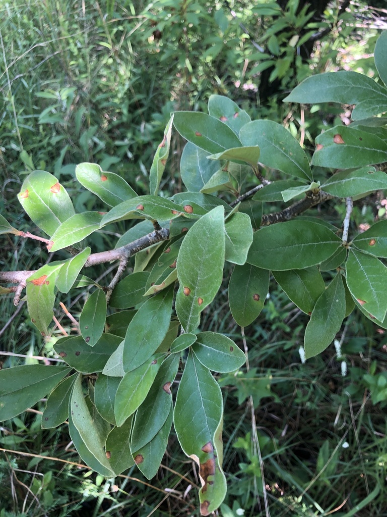 Sideroxylon thornei in May 2022 by John Kees · iNaturalist