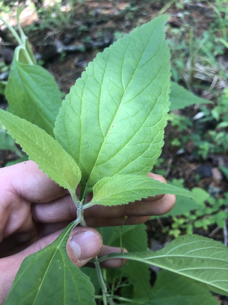 Chapman's sage in May 2022 by John Kees · iNaturalist