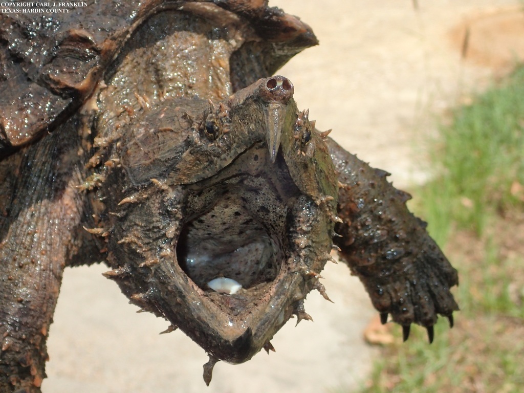 Alligator Snapping Turtle in May 2022 by texasturtles · iNaturalist