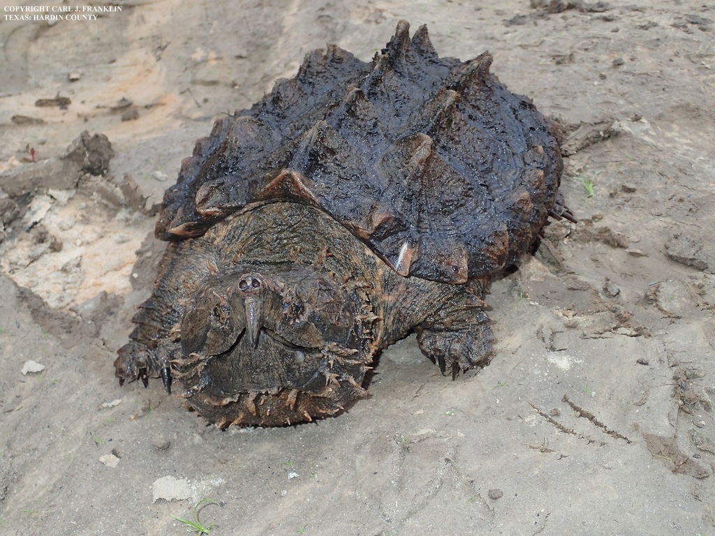 Alligator Snapping Turtle in May 2022 by texasturtles · iNaturalist