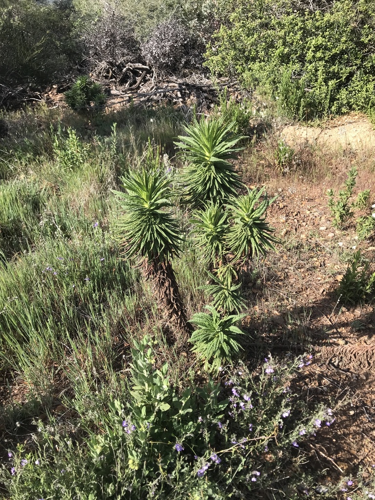 Poodle-dog bush from San Luis Obispo County, CA, USA on March 31, 2022 ...