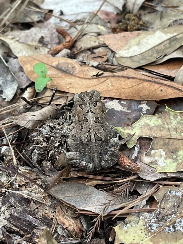 Fowler's Toad from First Landing State Park, Virginia Beach, VA, US on ...