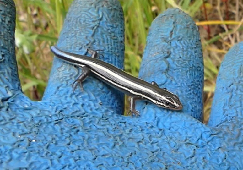 Western Skink in May 2022 by Jonathan Hakim · iNaturalist