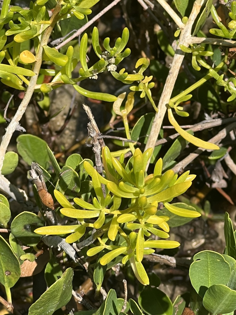 Saltwort from J N Ding Darling National Wildlife Refuge, Sanibel, FL ...