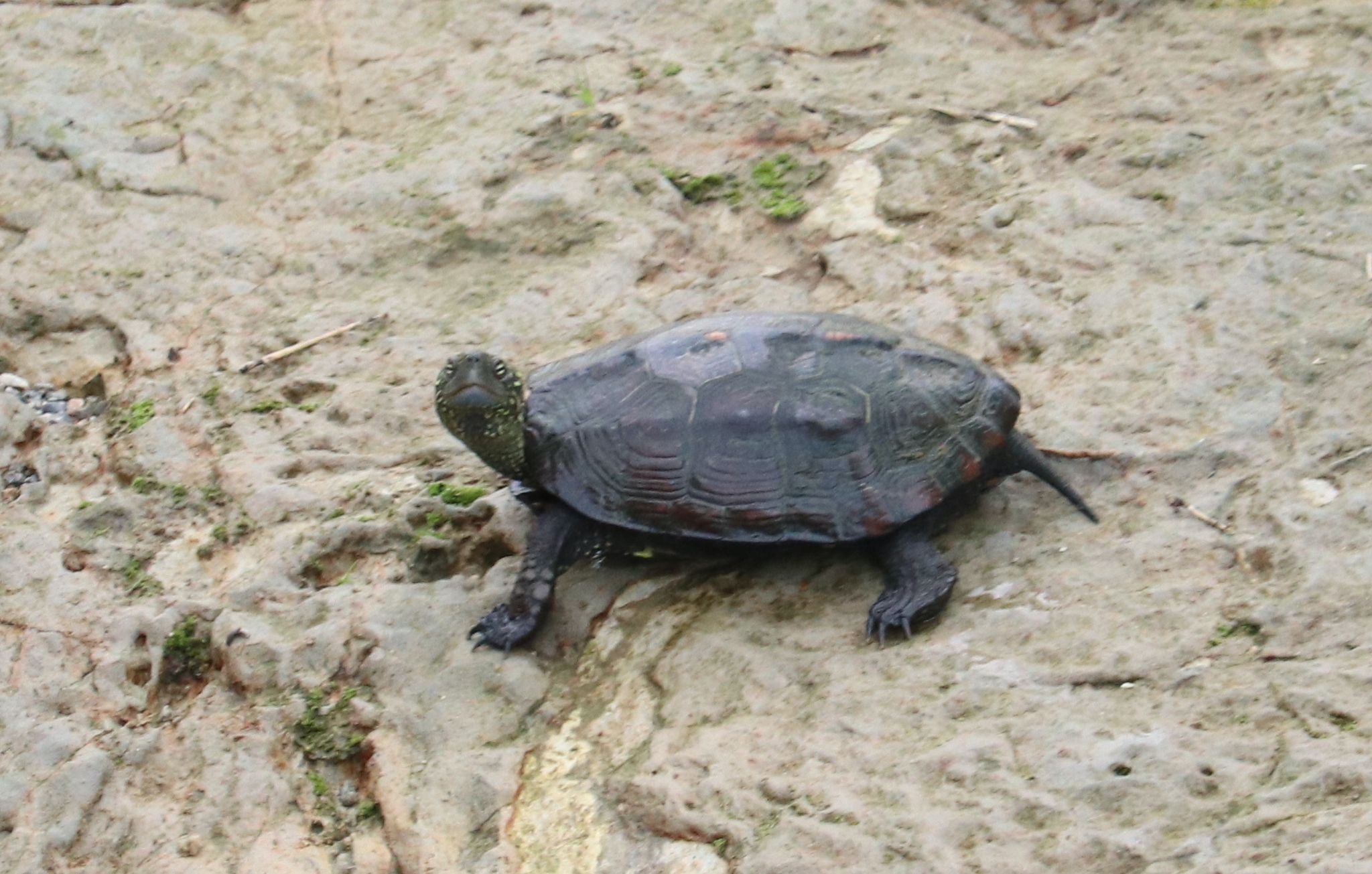 Mauremys reevesii (Gray, 1831)