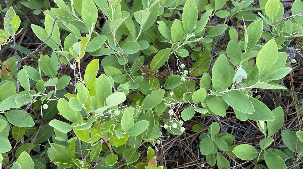 Dwarf Dangleberry in May 2022 by shcurran · iNaturalist