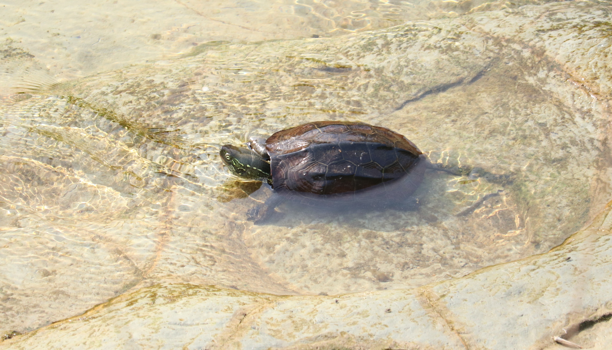 Mauremys reevesii (Gray, 1831)