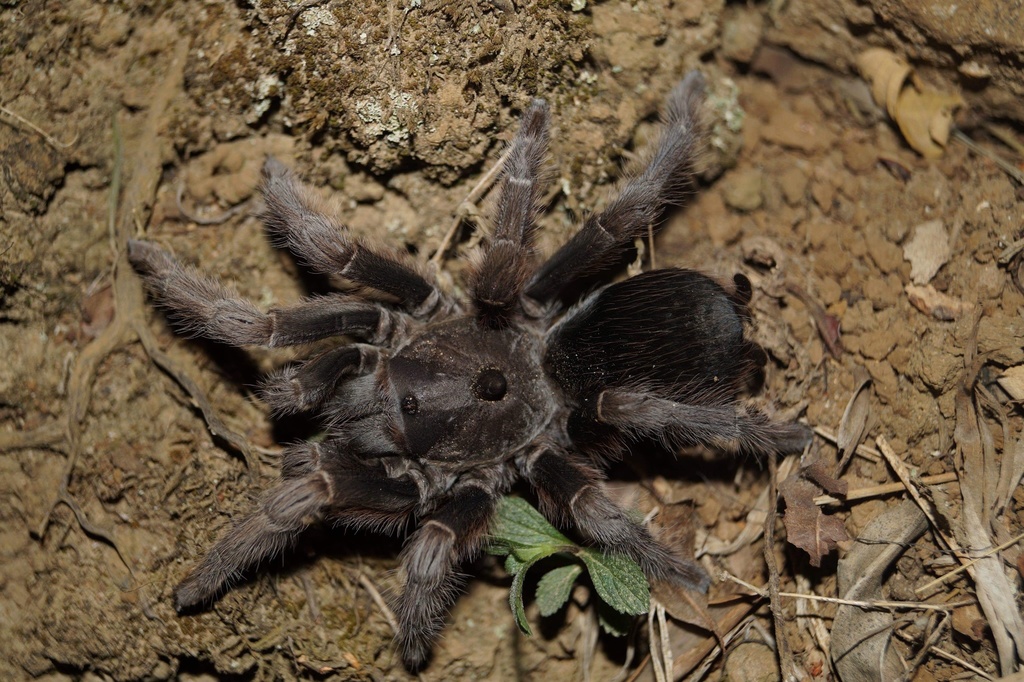 Costa Rican Horned Tarantula from Puntarenas, CR on April 21, 2019 at ...