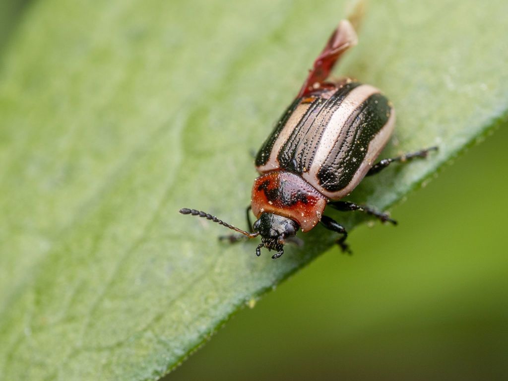 Coreopsis Beetle from Rock Creek Park, Washington, DC, USA on April 30 ...