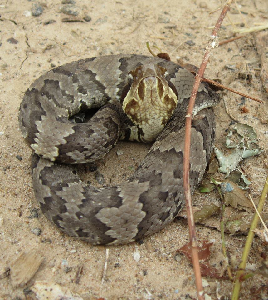 Northern Cottonmouth from 31950 Hebert Road, Waller, TX on September 18 ...