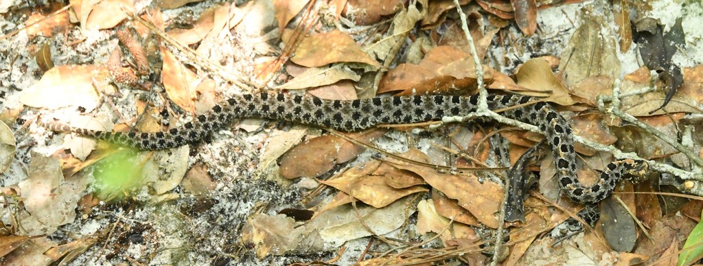 Dusky Pygmy Rattlesnake from Walton County, FL, USA on May 17, 2022 at ...