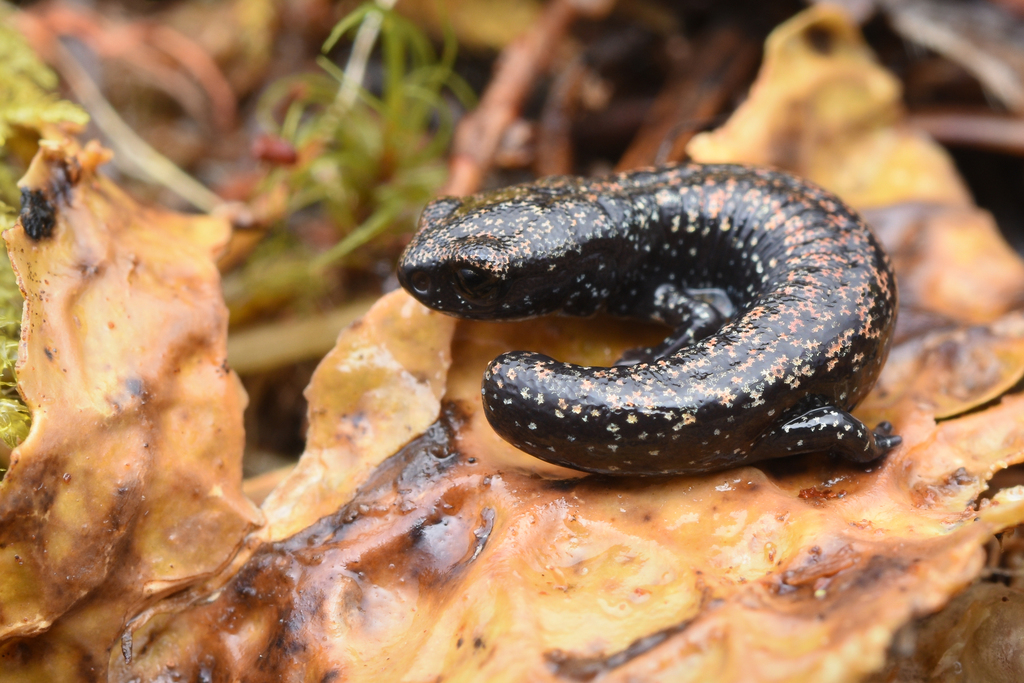 Oregon Slender Salamander in May 2022 by corndog. very small juvenile ...