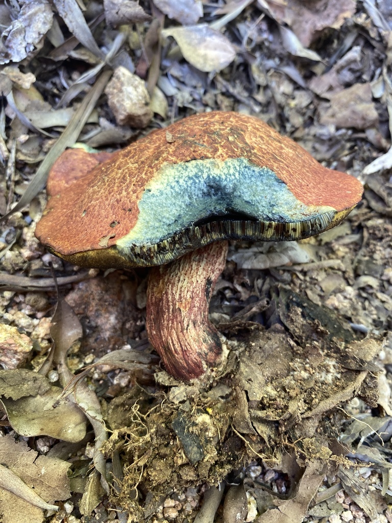 boletes from The Great Barrier Reef Marine Park, Picnic Bay, QLD, AU on ...