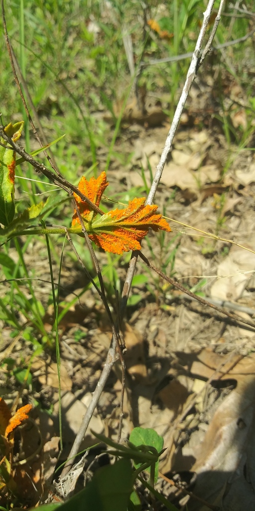 blackberry orange rust in May 2022 by Jim Oehmke · iNaturalist