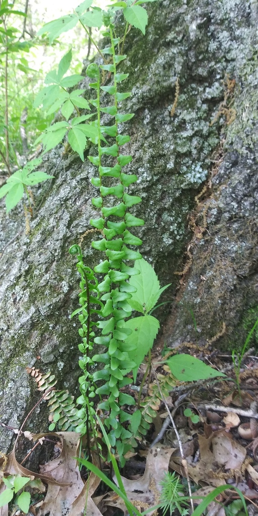 ebony spleenwort in May 2022 by Jim Oehmke · iNaturalist