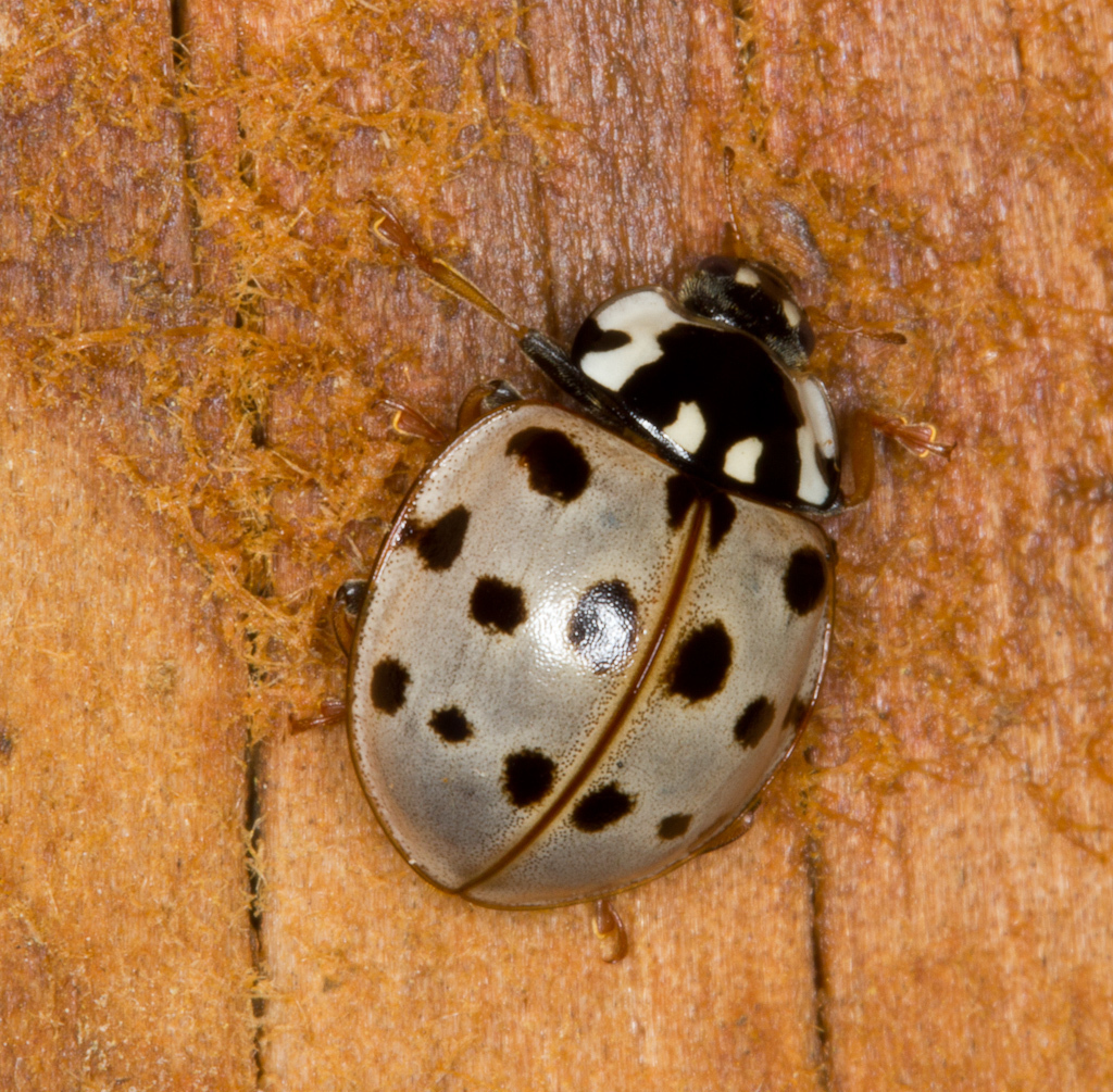 Fifteen-spotted Ladybug (Bugs of Roxborough State Park) · iNaturalist