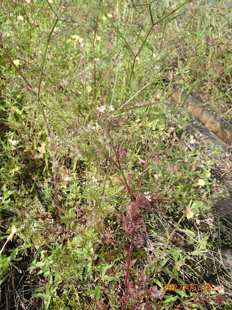 Torilis scabra from 日本、〒243-0034 神奈川県厚木市船子 on May 18, 2022 at 08:17 AM ...