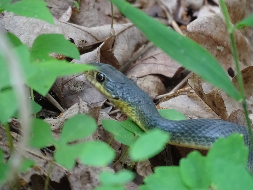 Eastern Yellow-bellied Racer in May 2022 by Samantha Heller · iNaturalist