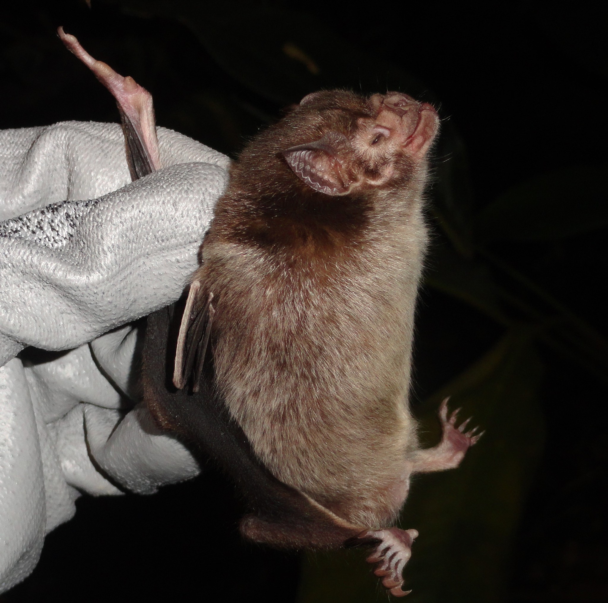 Desmodus rotundus (E.Geoffroy, 1810)