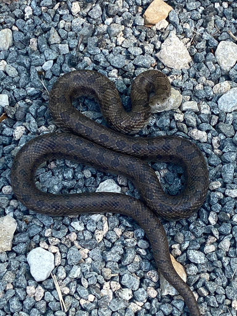Prairie Kingsnake from Tonganoxie on May 17, 2022 at 04:15 PM by nasa ...