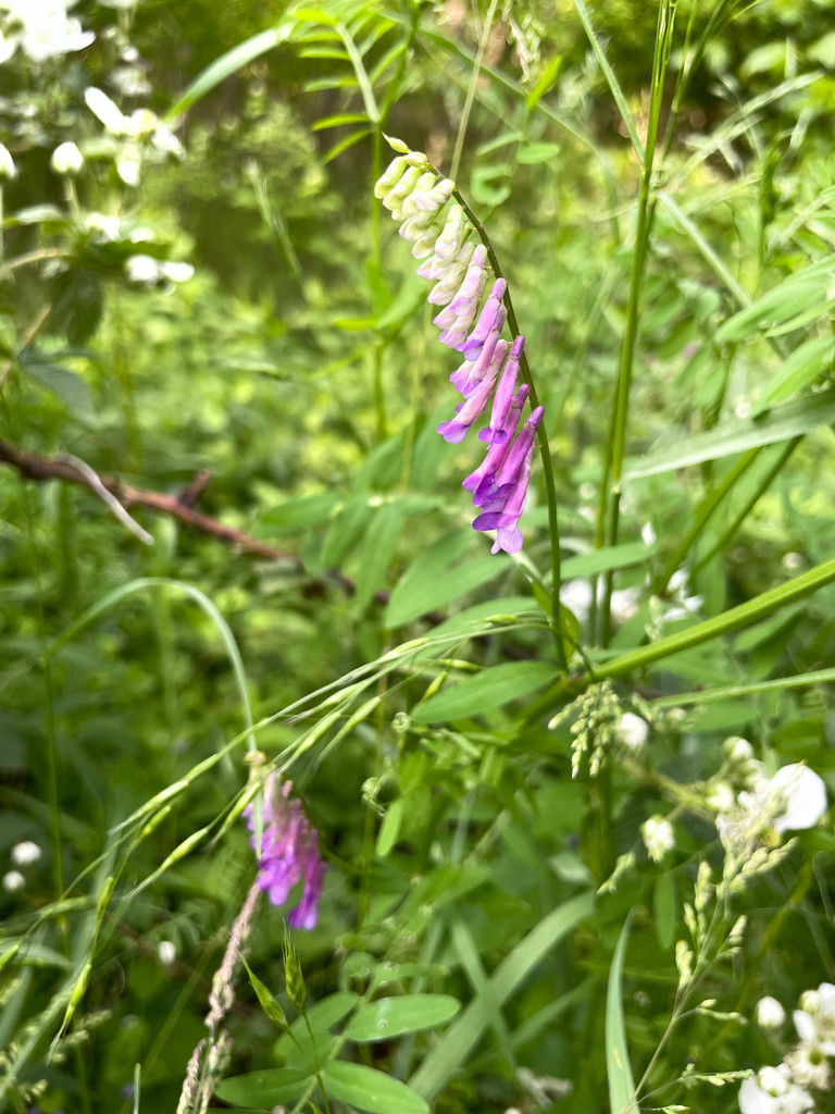 winter vetch in May 2022 by johnbotany · iNaturalist