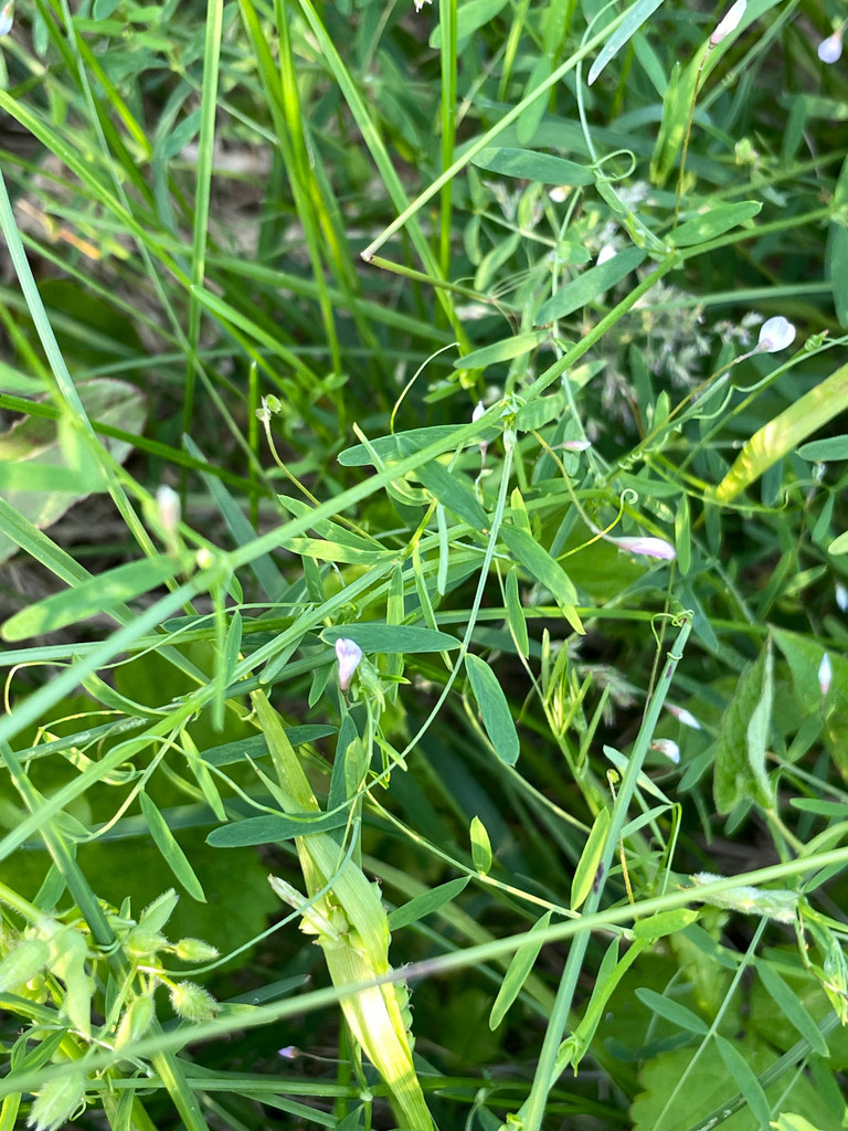 Smooth tare in May 2022 by johnbotany · iNaturalist