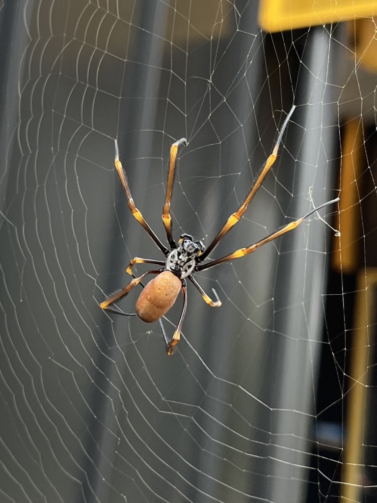 Tiger Spider from USC: University of the Sunshine Coast - Australia ...