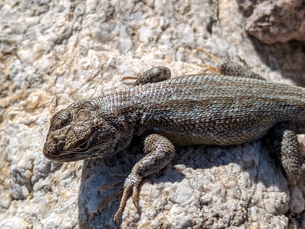 Common Sagebrush Lizard from Esmeralda County, NV, USA on May 17, 2022 at 04:58 PM by Peri Lee ...