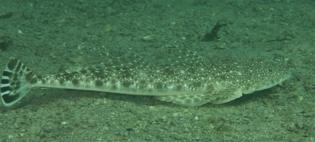 Bluespotted Flathead (Fishes of Cabbage Tree Bay Aquatic Reserve ...