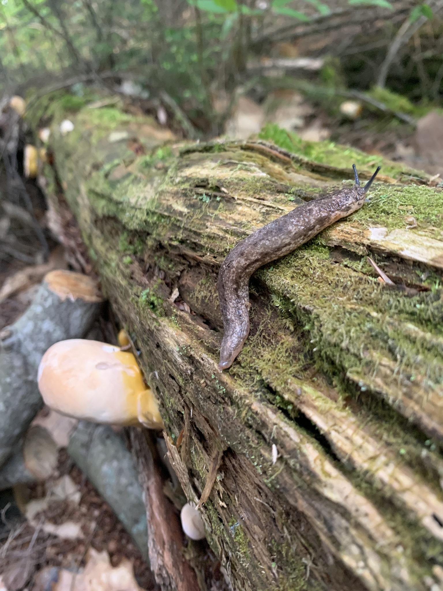 Philomycus togatus (A.Gould, 1841)